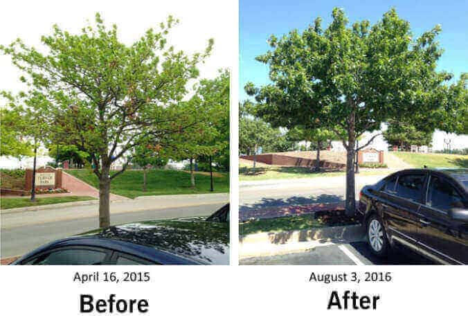 Tree Care by Expert Arborist in San Diego - Tree Doctor USA