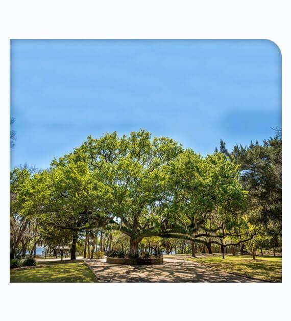 Tree Preservation Services | California- Tree Doctor USA