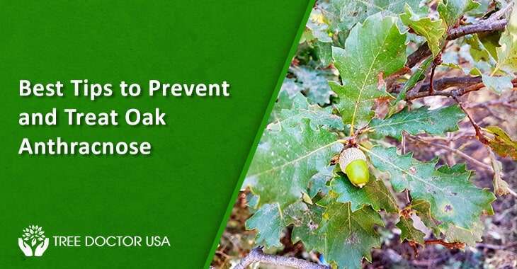 Best Tips to Prevent and Treat Oak Anthracnose Best Tips to Prevent and Treat Oak Anthracnose