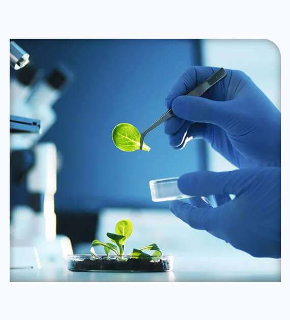 Best Escondido Tree Care Services - Tree Doctor USA