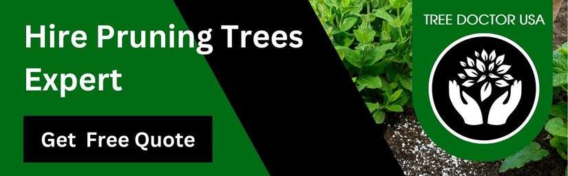 Pruning Trees in Spring - Key Facts To Consider