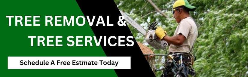 How To Preserve a Tree Stump?: A Complete Guide