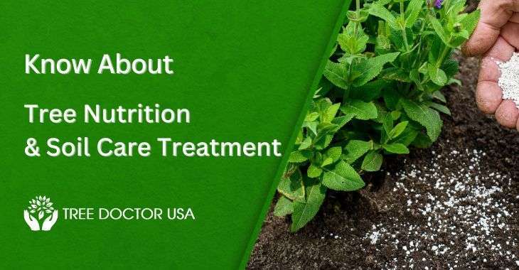 Complete Guide About Tree Nutrients & Soil Care Treatment