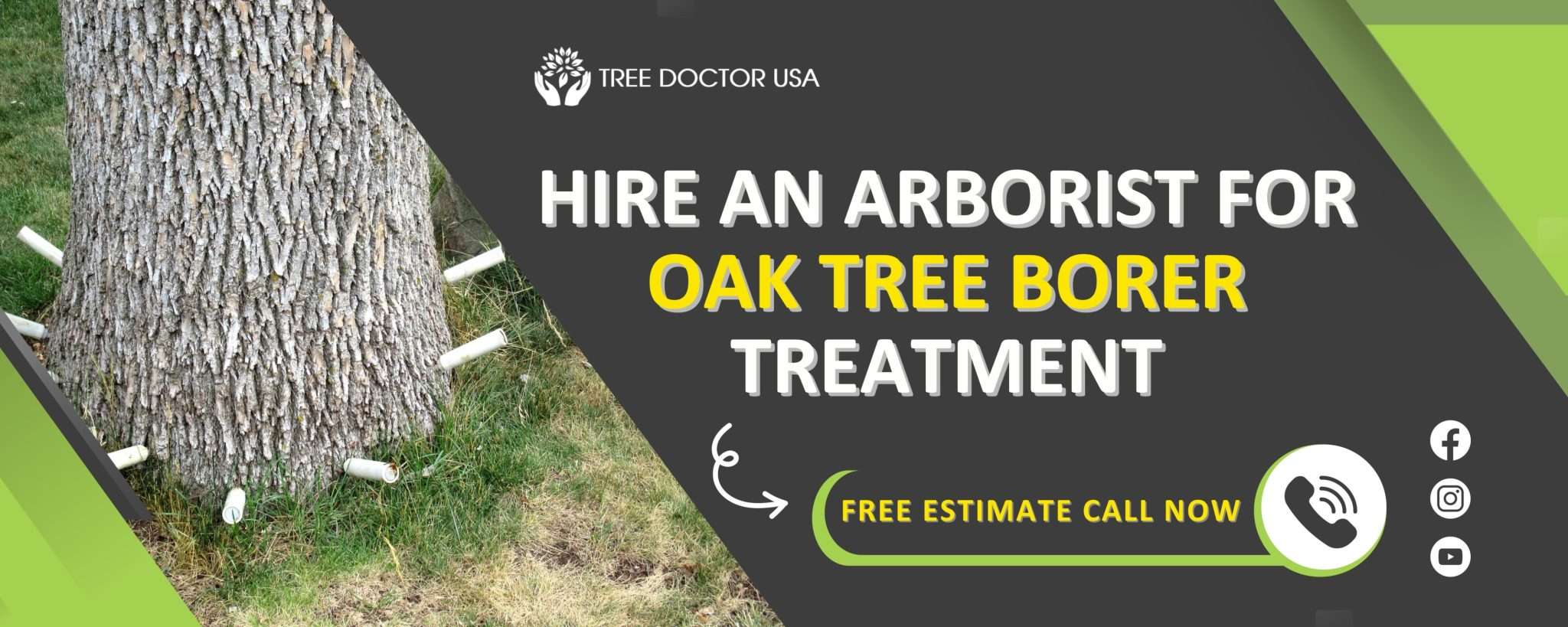 When to Hire an Arborist for Oak Tree Borer Treatment and When to DIY?