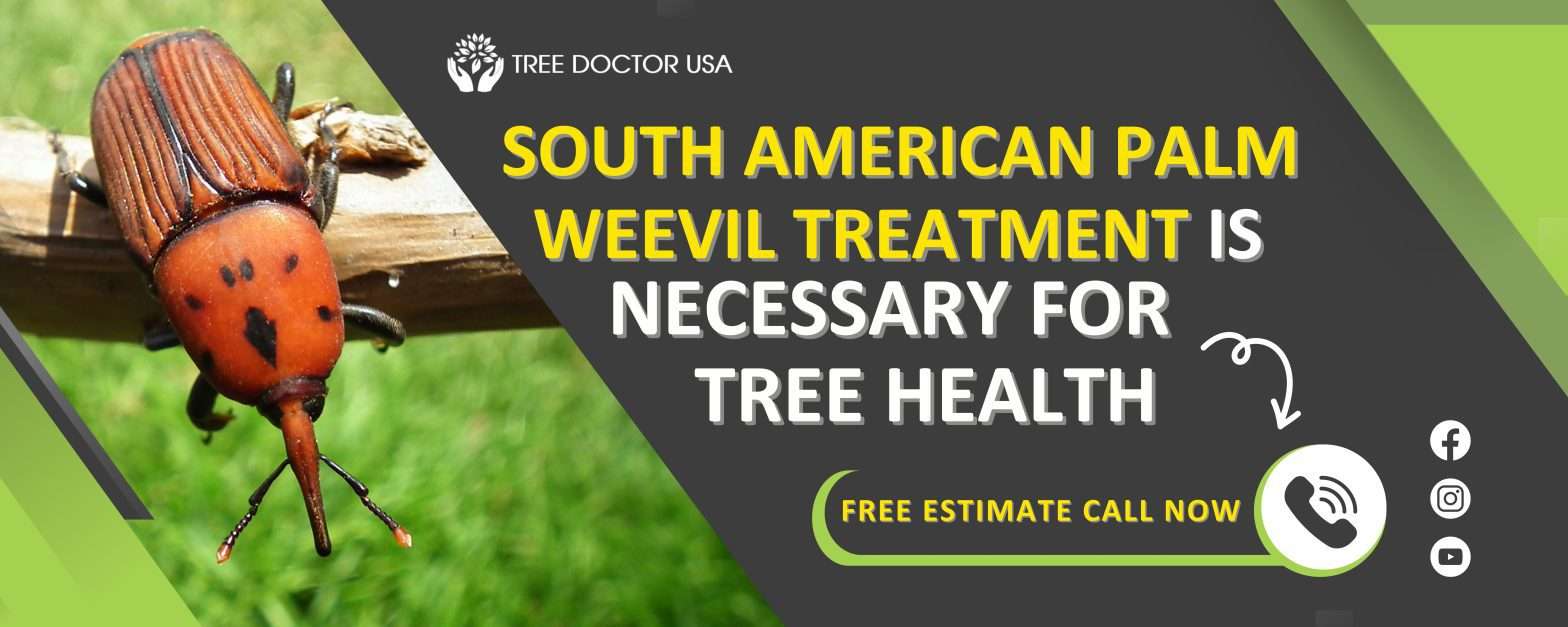 Why is South American Palm Weevil Treatment Necessary?