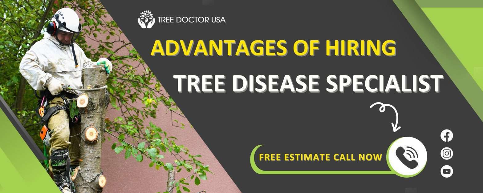 Tree Disease Treatment: Advantages of Hiring Certified Arborist