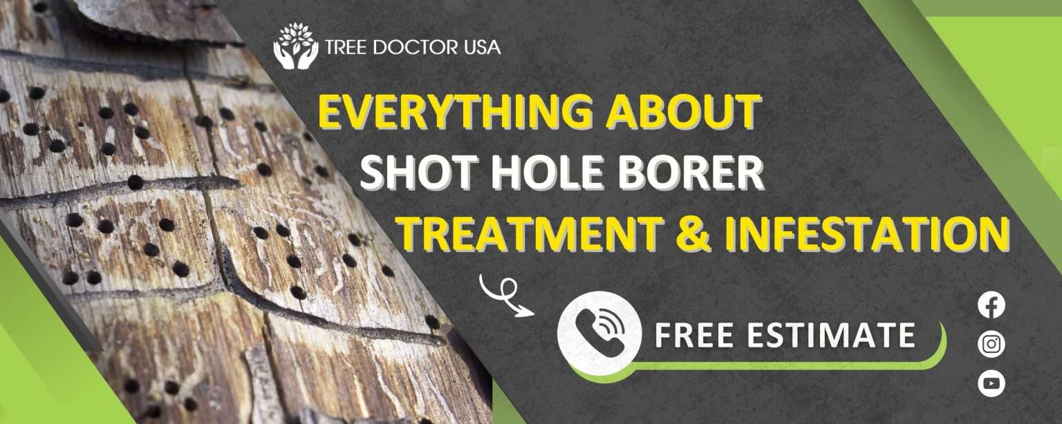 Everything About Shot Hole Borer Treatment & Infestation