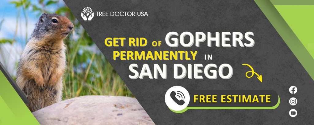 Permanent & Effective Solutions For Gopher Control In San Diego