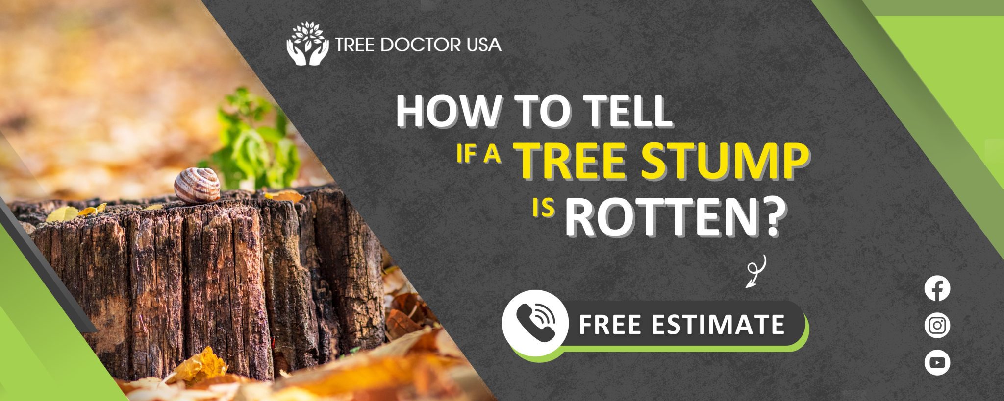 How to tell if a tree stump is rotten?