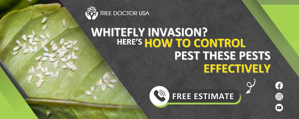 Whitefly Invasion? Here’s How to Control These Pests Effectively