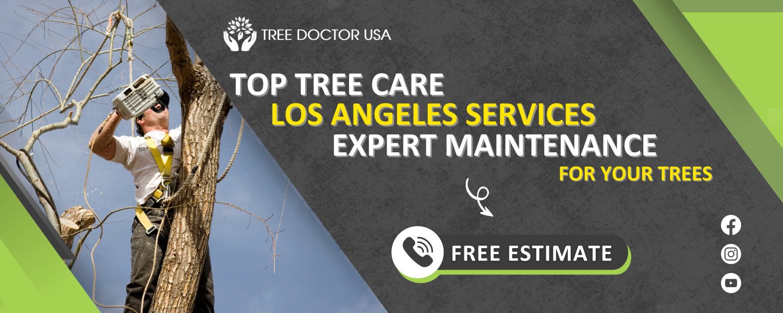 Top Tree Care Los Angeles Services: Expert Maintenance for Your Trees