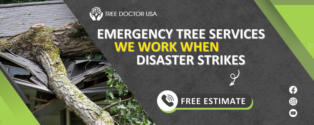 Emergency Tree Services: We Work When Disaster Strikes