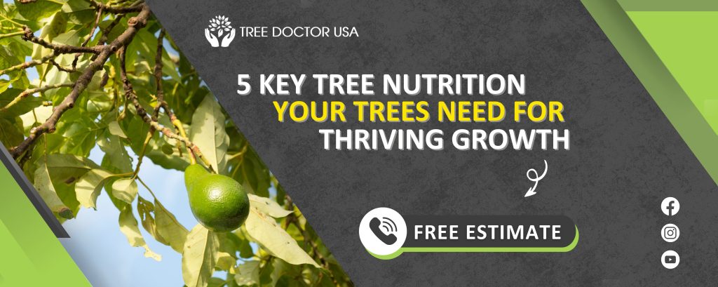 5 Key Tree Nutrition Your Trees Need for Thriving Growth