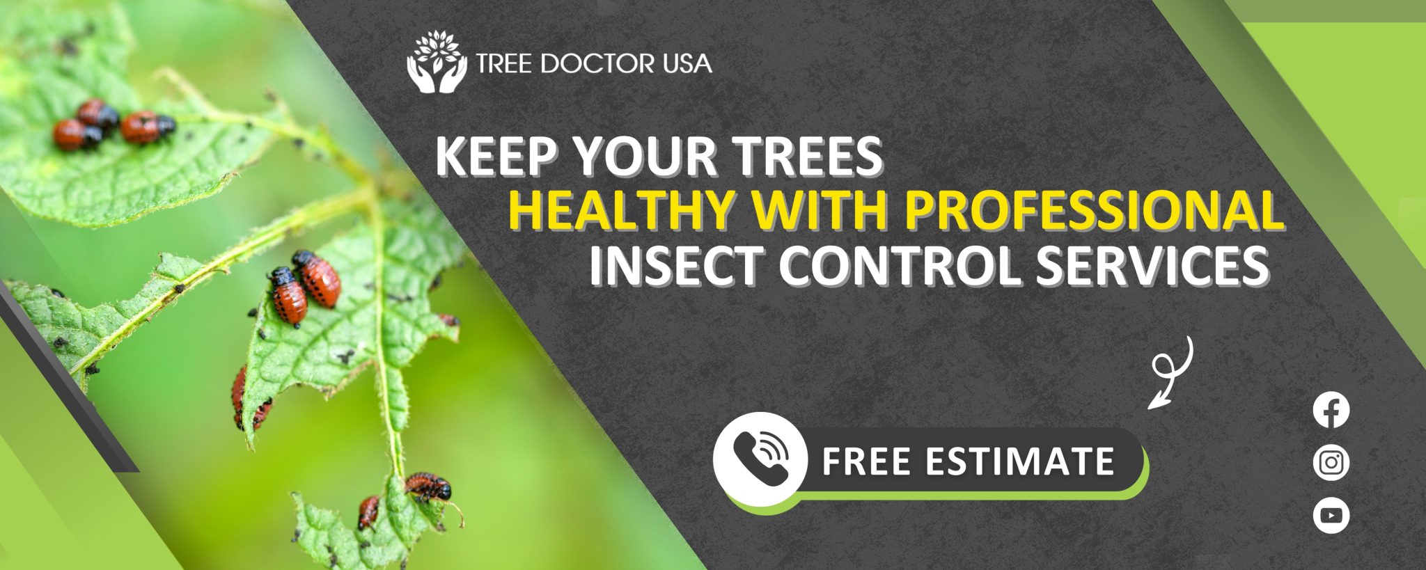 Keep Your Trees Healthy with Professional Insect Control Services